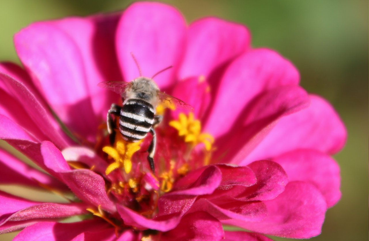 NetObjects Fusion Responsive Layoutbereiche